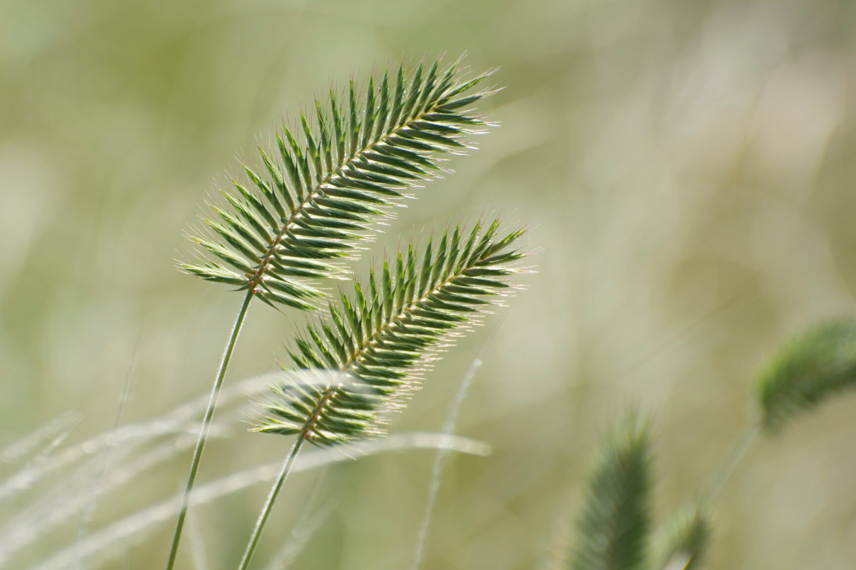 Crested Wheatgrass (Field Type) - Millborn Seeds Canada