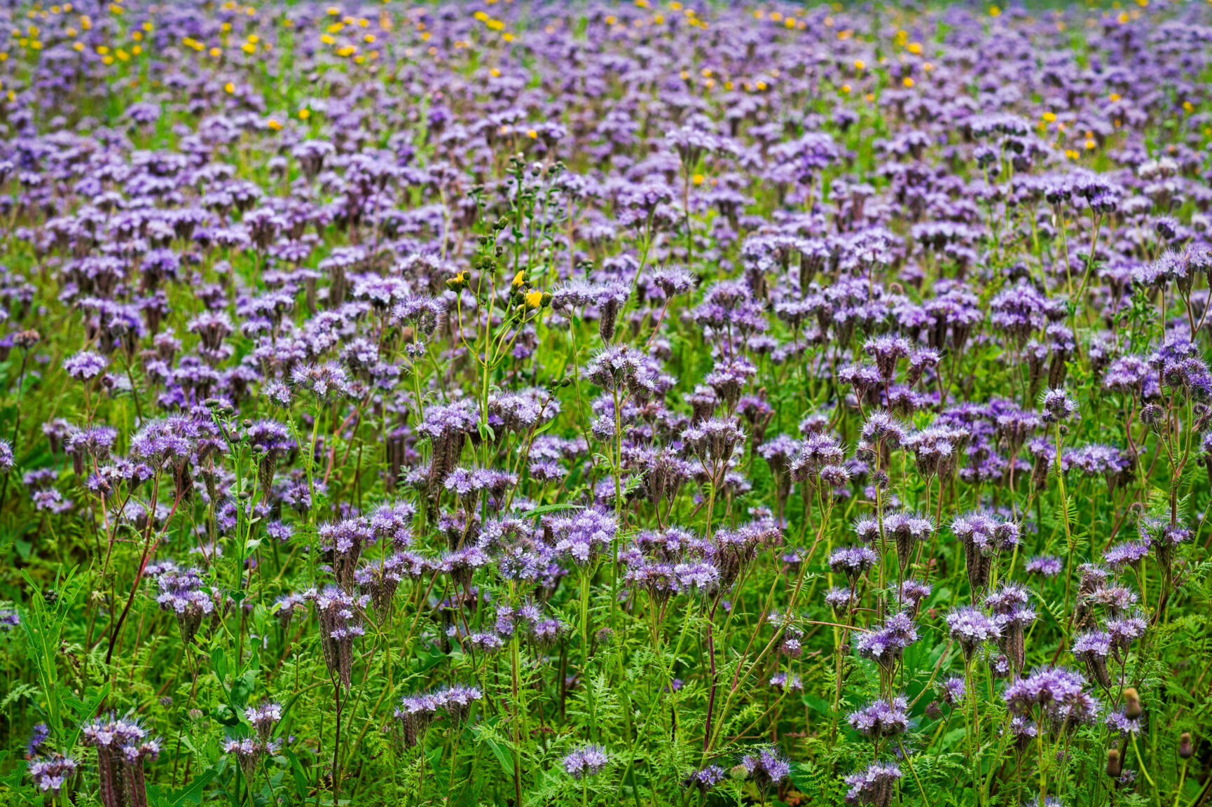 Phacelia - Millborn Seeds Canada