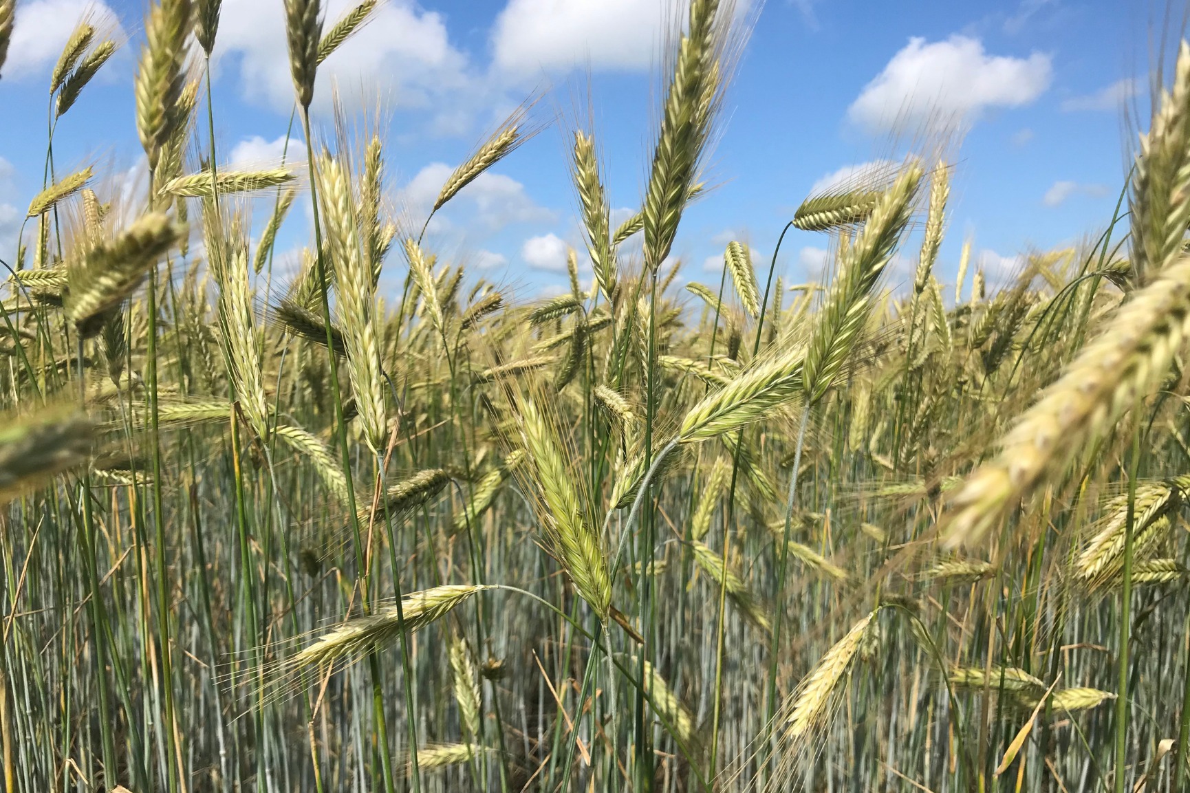 Annual Forages Archives - Millborn Seeds Canada