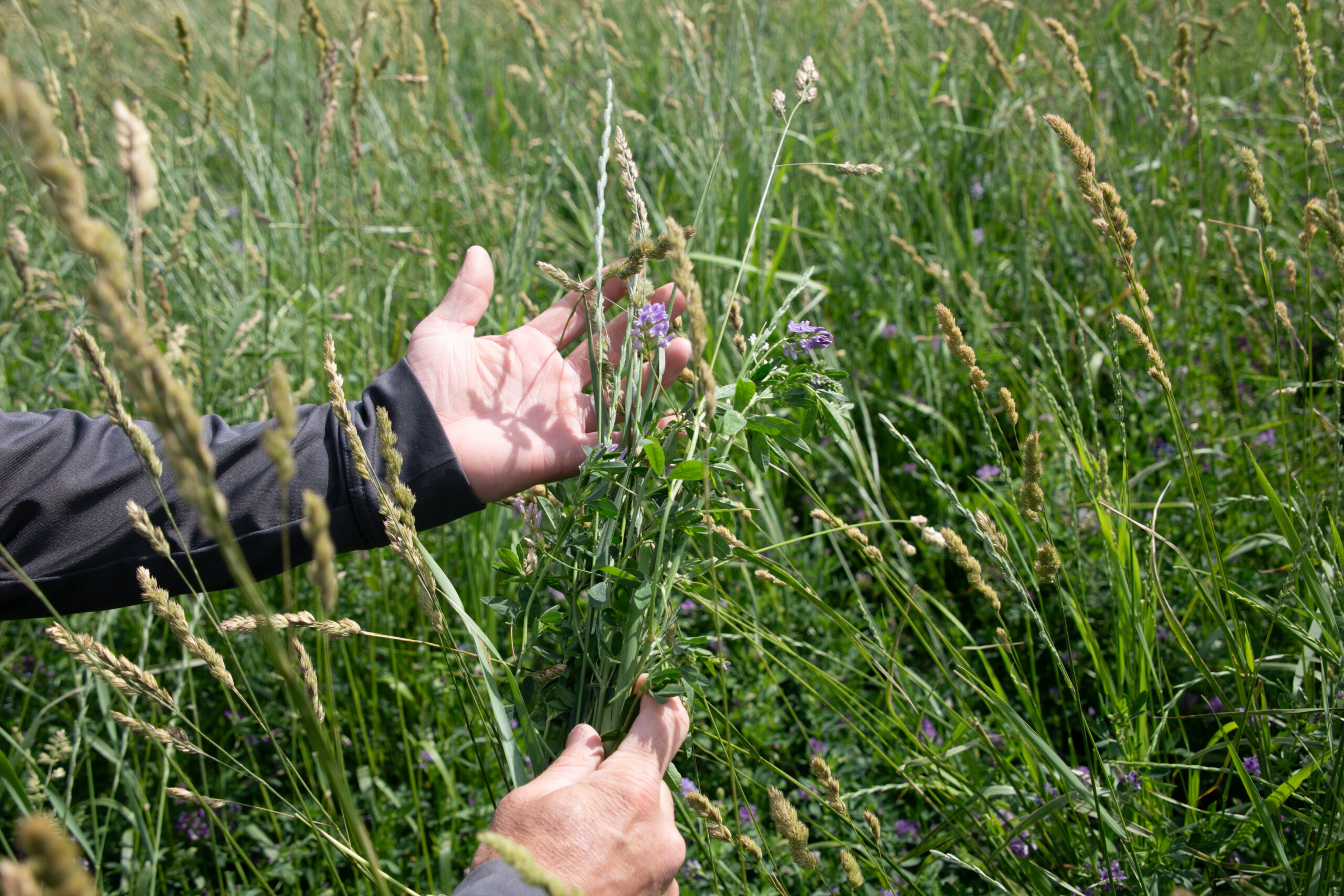 Salinity Buster Blend | Millborn Seeds