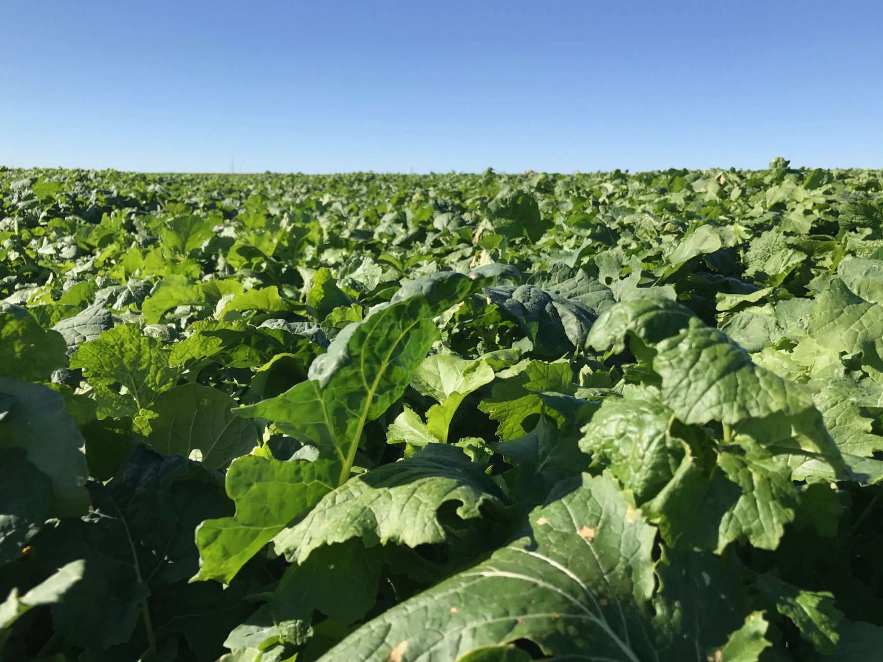 T-Raptor Leaf Turnip