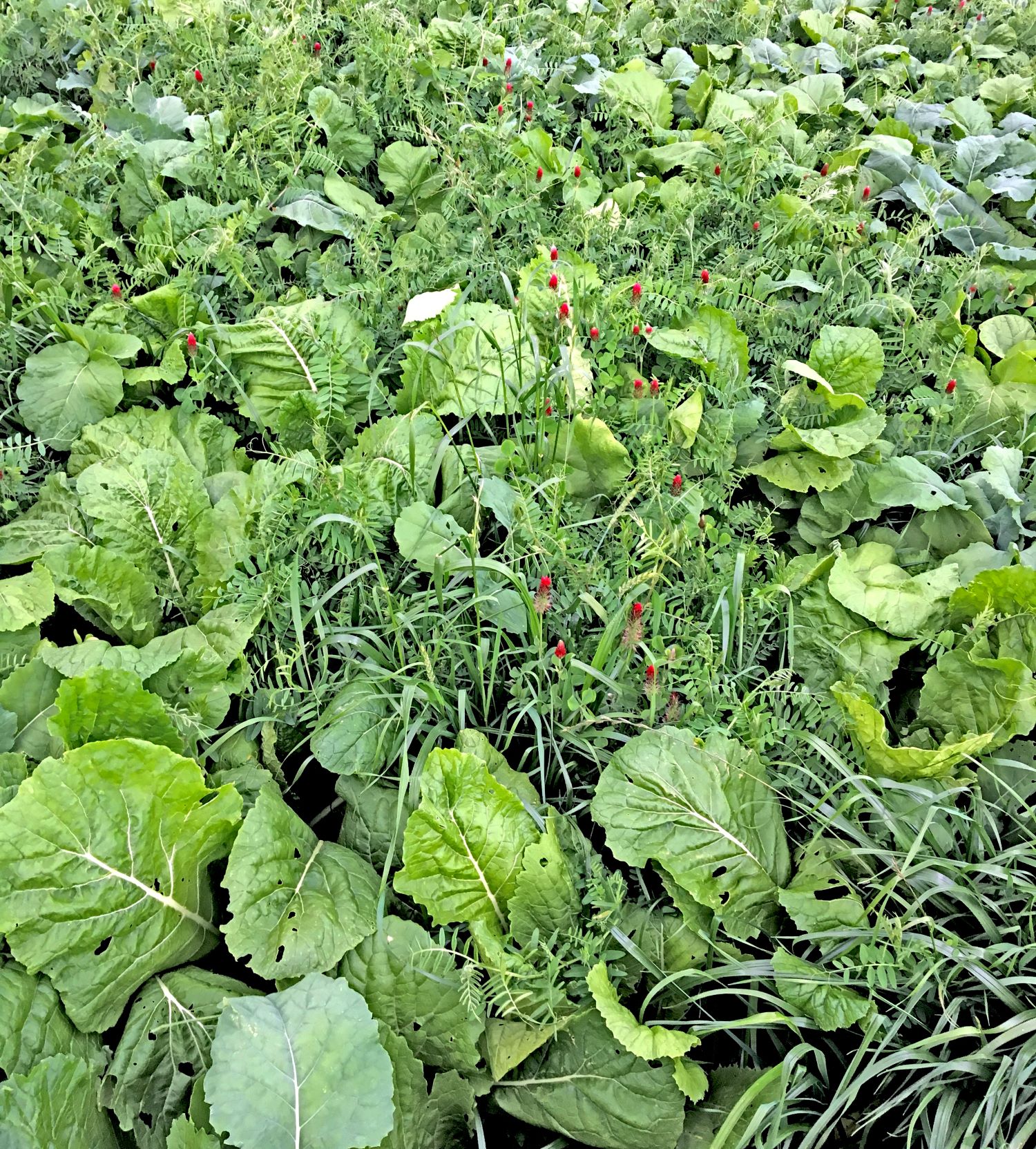 Ultimate Blend | Millborn Seeds