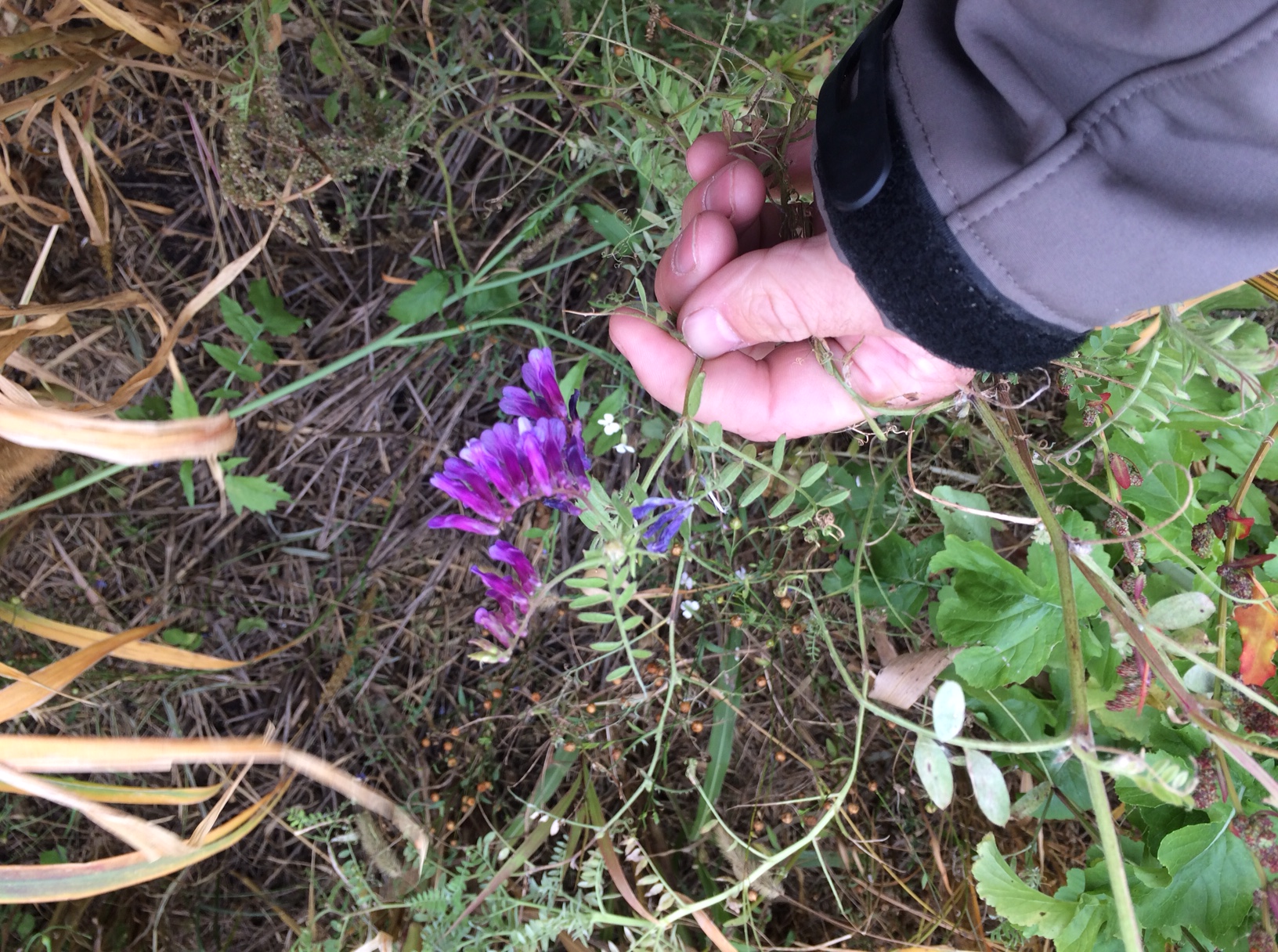 Hairy Vetch - Millborn Seeds Canada