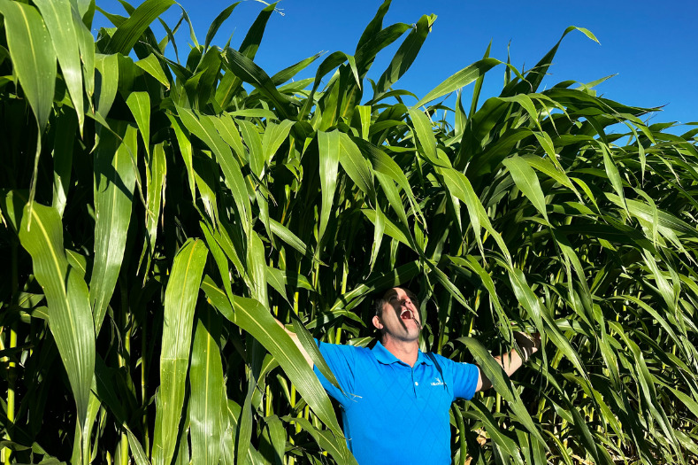 Raptor Forage Sorghum | Millborn Seeds Canada