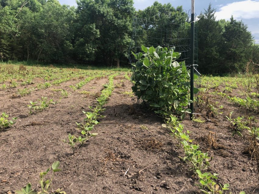 Milo Food Plot Seed - Double Barrel - Millborn Seeds