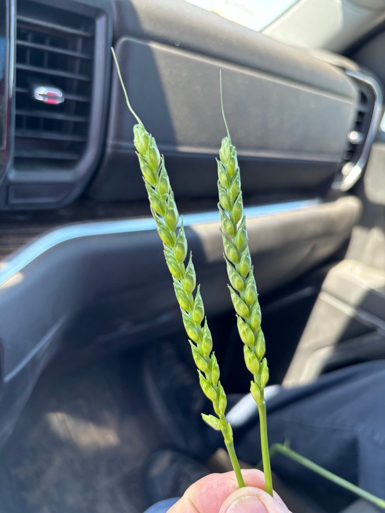 Winter Wheat Seed for Sale | Millborn Seeds