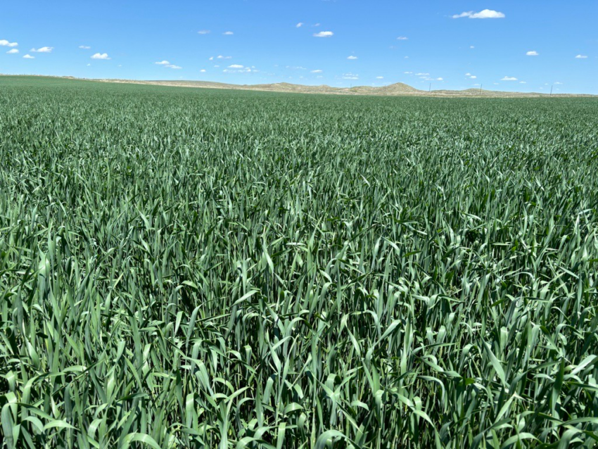 Barley Seeds | Forage Barley | Millborn Seeds
