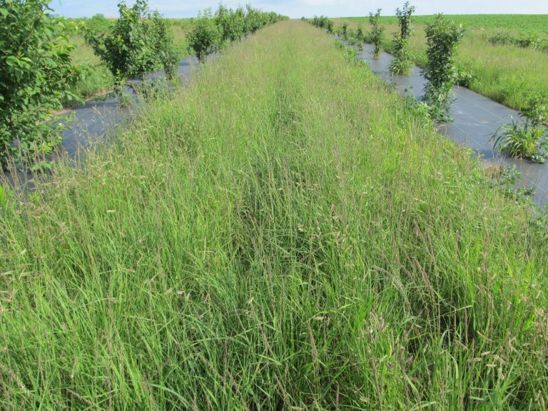 Native Grass Seed Mix - Millborn Seeds Native Mixes