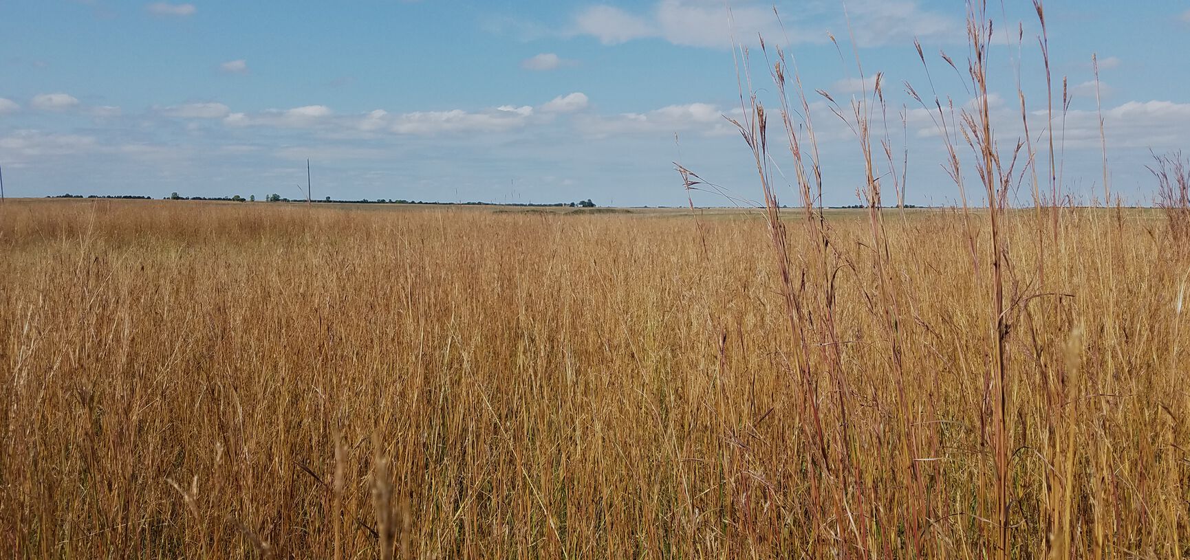 Conservation & Reclamation Blog by Renovo Seed