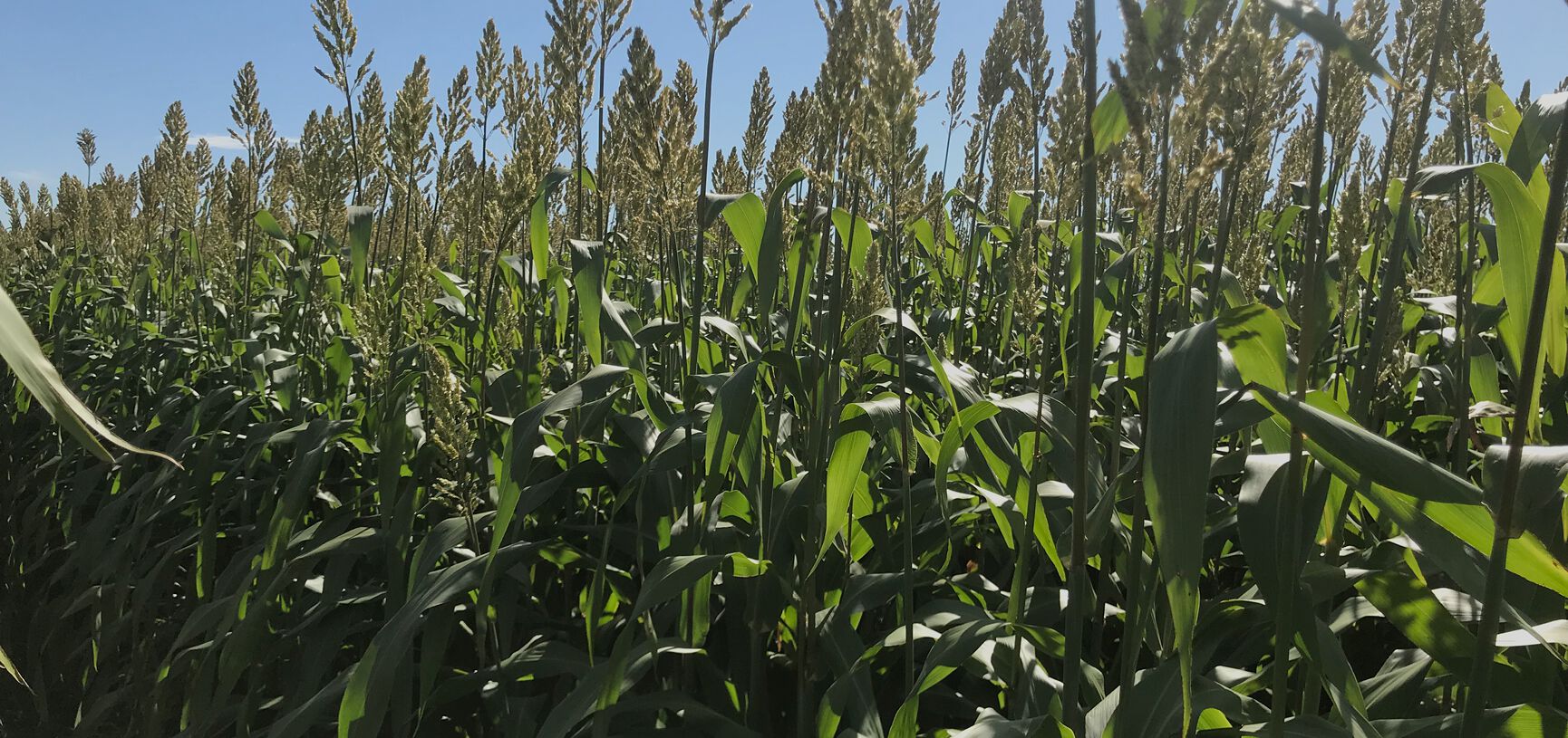 Forage Seed & Grasses for Pasture - Renovo Seed