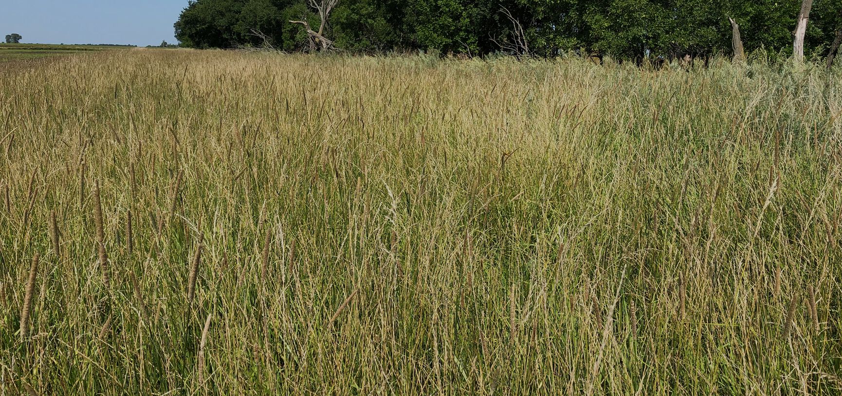 Pasture Grass Seed | Hay Grass Seed | Millborn Seeds