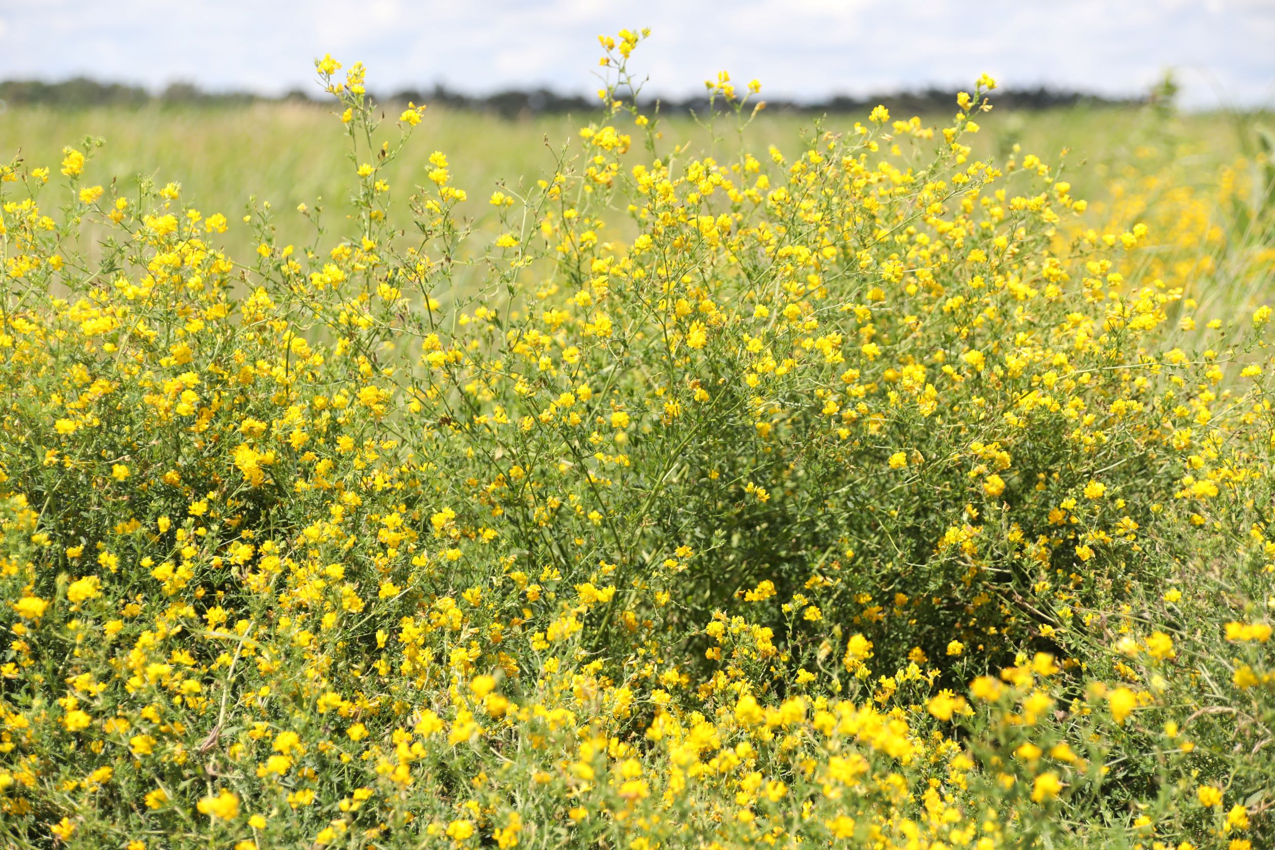 Sholty Alfalfa - Falcata - Millborn Seeds