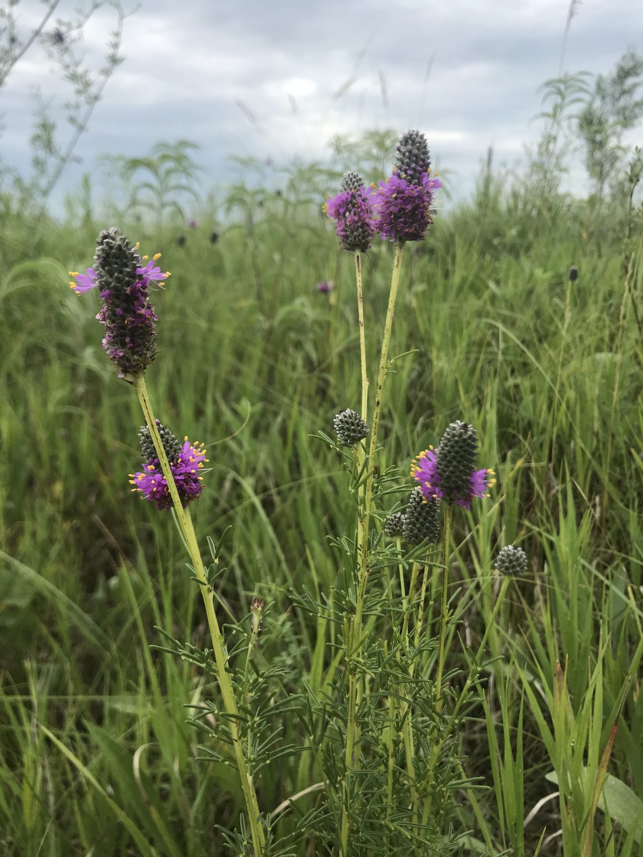 Purple Prairie Clover Seeds - Dalea purpurea - Millborn Seeds