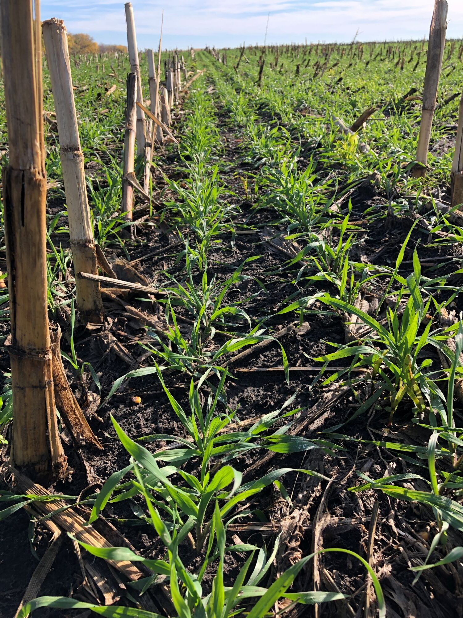 Cover Crop Seeds Mix - Renovo Seed