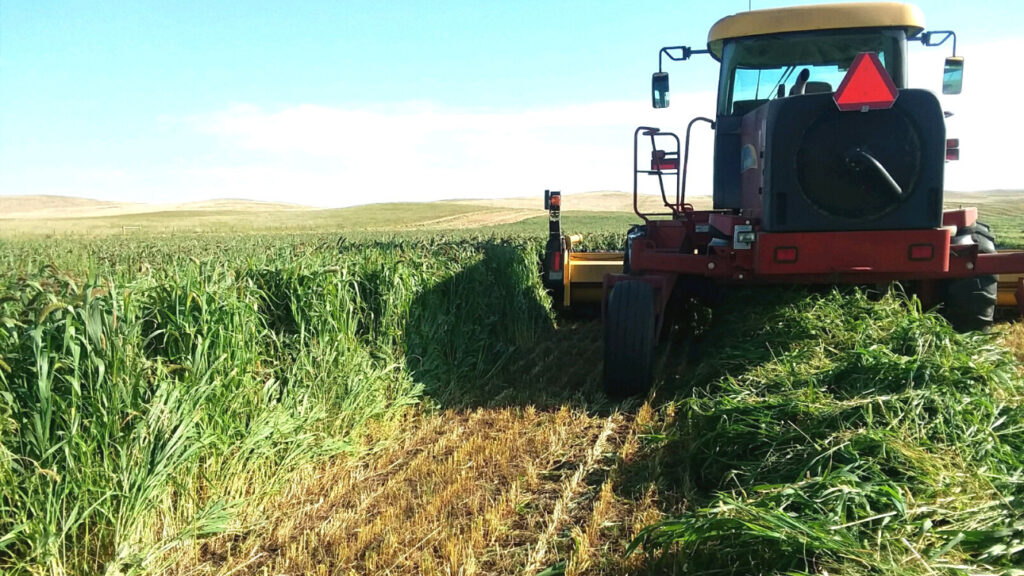 Three Factors to Consider for Next Year’s Forage Plan - Millborn Seeds