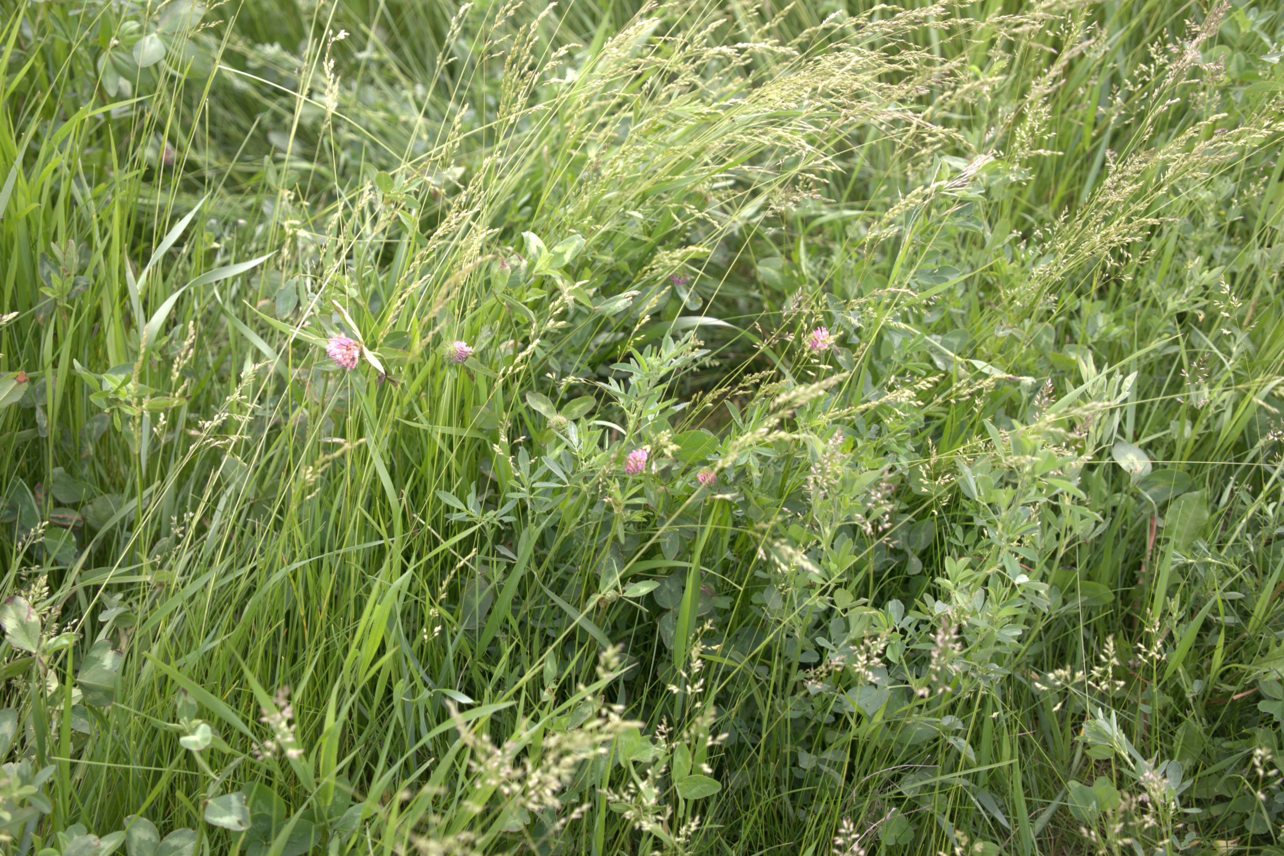 Boost - Pasture Hay Seed Mix - Millborn Seeds