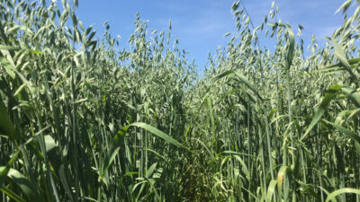 A Guide to Selecting the Best Oat Variety - Millborn Seeds