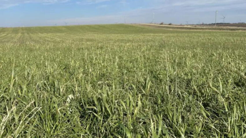 Boost & Grass Max Seed for Hay and Pastures | Millborn Seeds