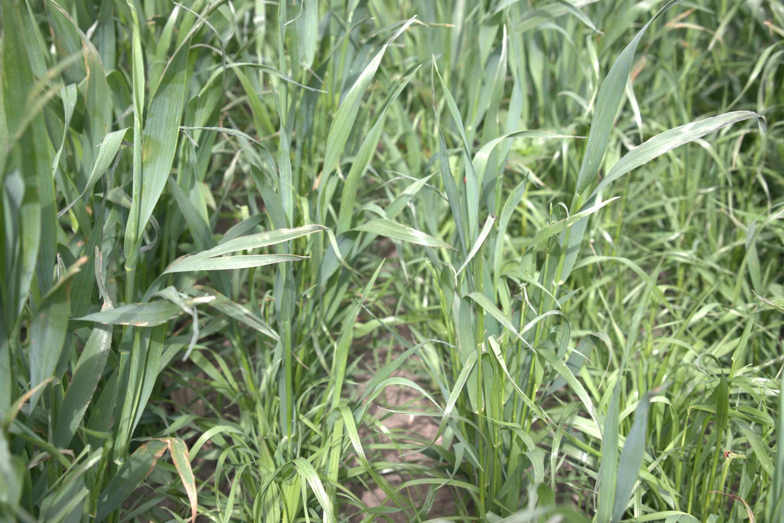 Heavyweight Durable Hay & Grazing Mix | Millborn Seeds