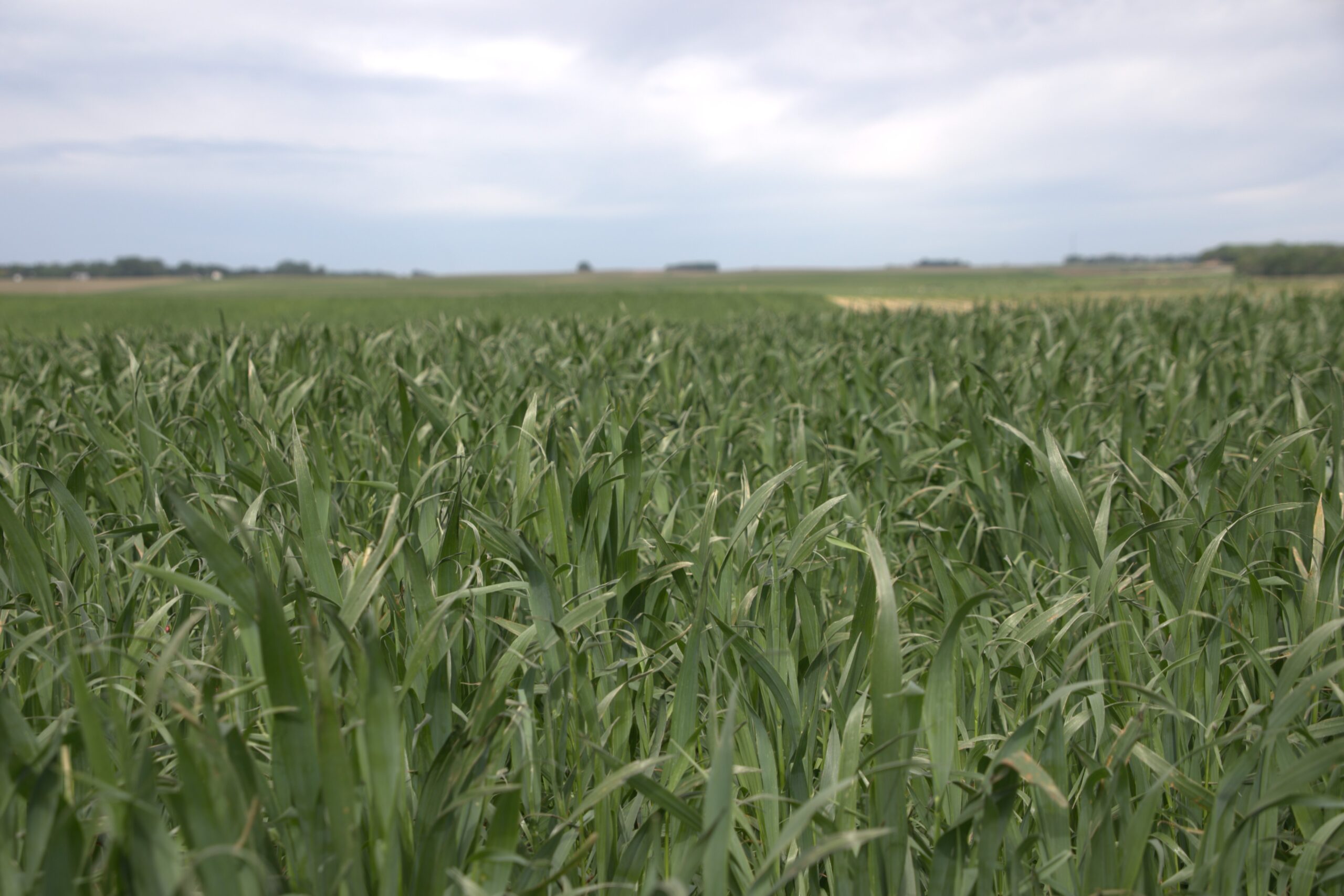 Heavyweight Durable Hay & Grazing Mix | Millborn Seeds