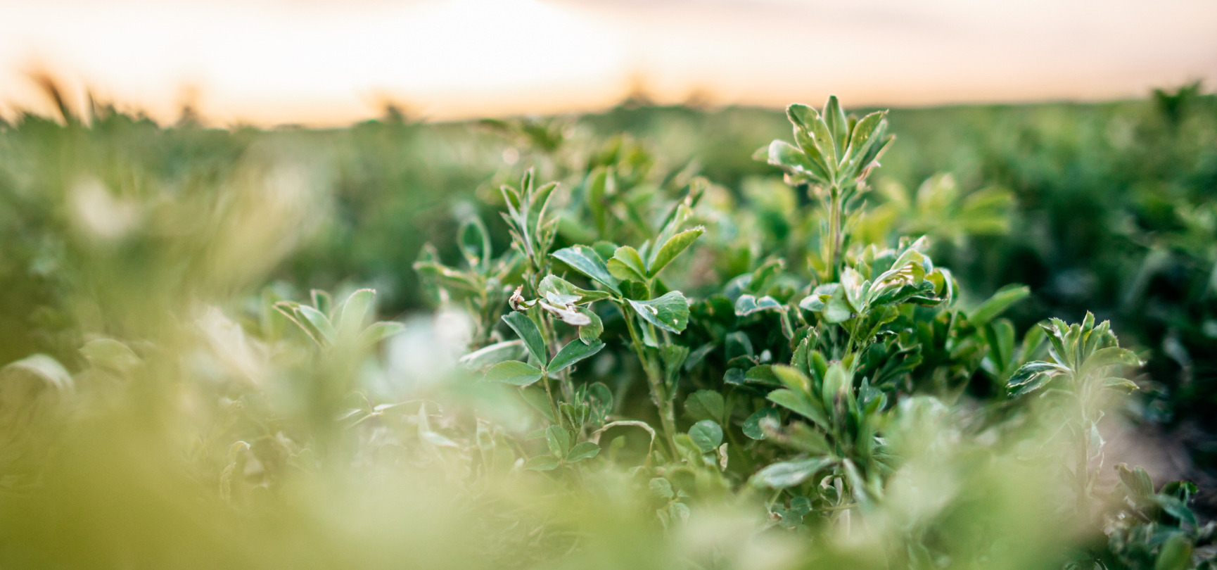 Alfalfa & AlfaGrass Seed - Renovo Seed