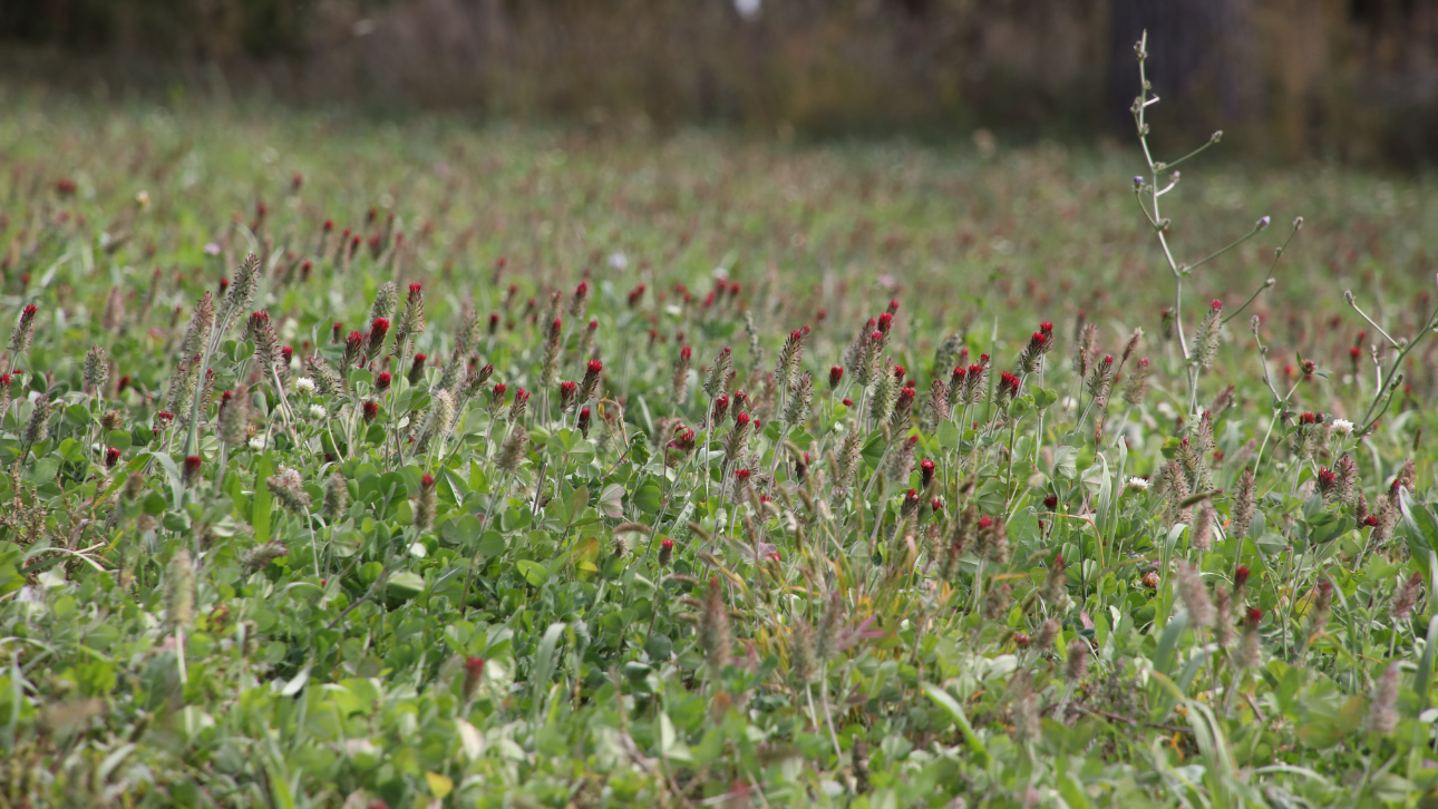Frost seeding: what, why, how, and when - Millborn Seeds