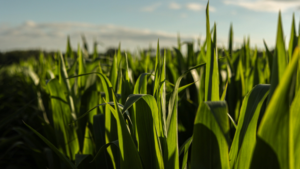 Grazing Corn: Everything You Need to Know | Millborn Seeds