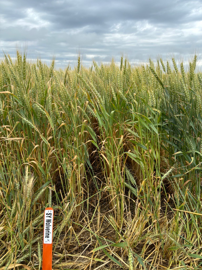 SY Wolverine by Agripro | Millborn Seeds