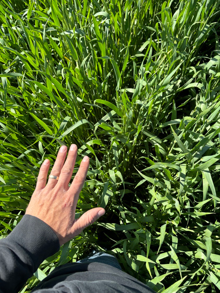 WB4523 - Winter Wheat Variety | Millborn Seeds