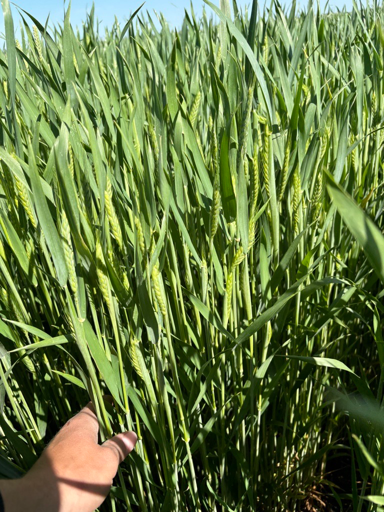 WB4523 - Winter Wheat Variety | Millborn Seeds