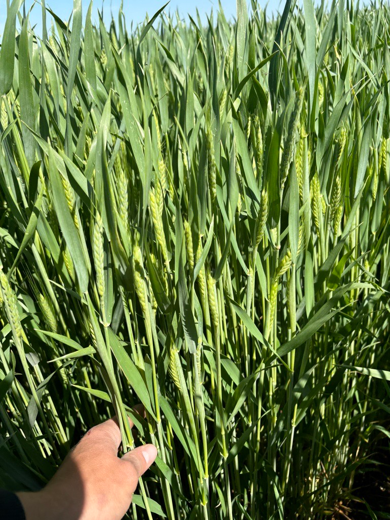 WB4523 - Winter Wheat Variety | Millborn Seeds