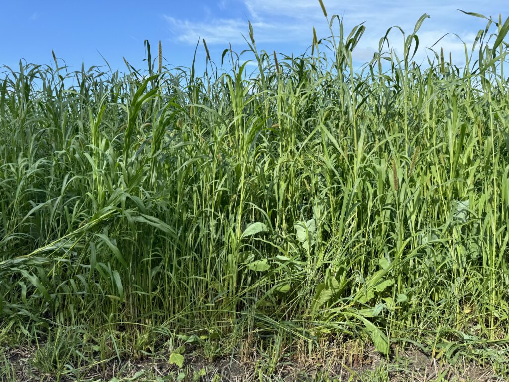 Grass Seed, Cover Crops, Alfalfa Seed & More | Millborn Seeds