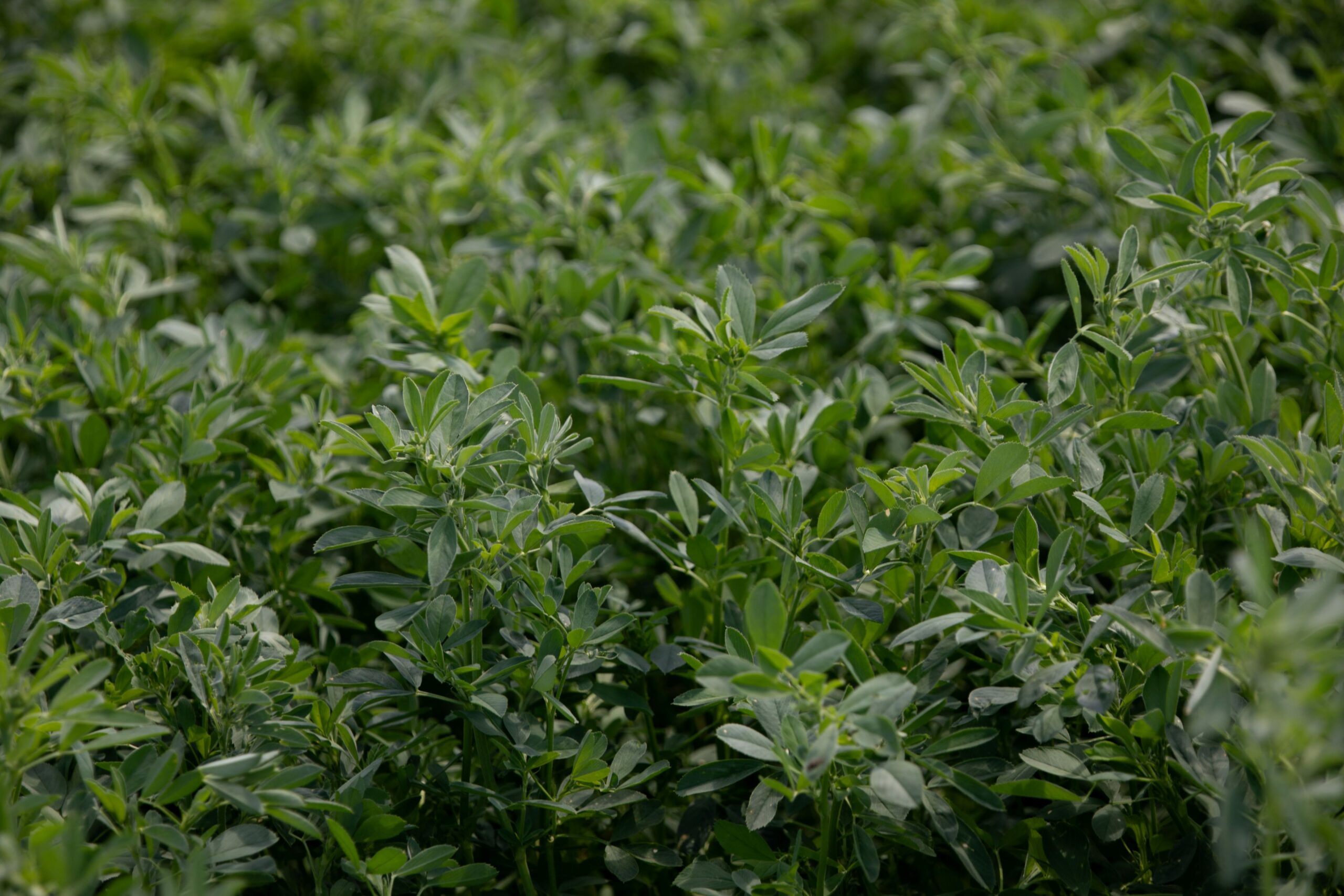 Final Answer - Order Bulk Alfalfa Seed - Millborn Seeds