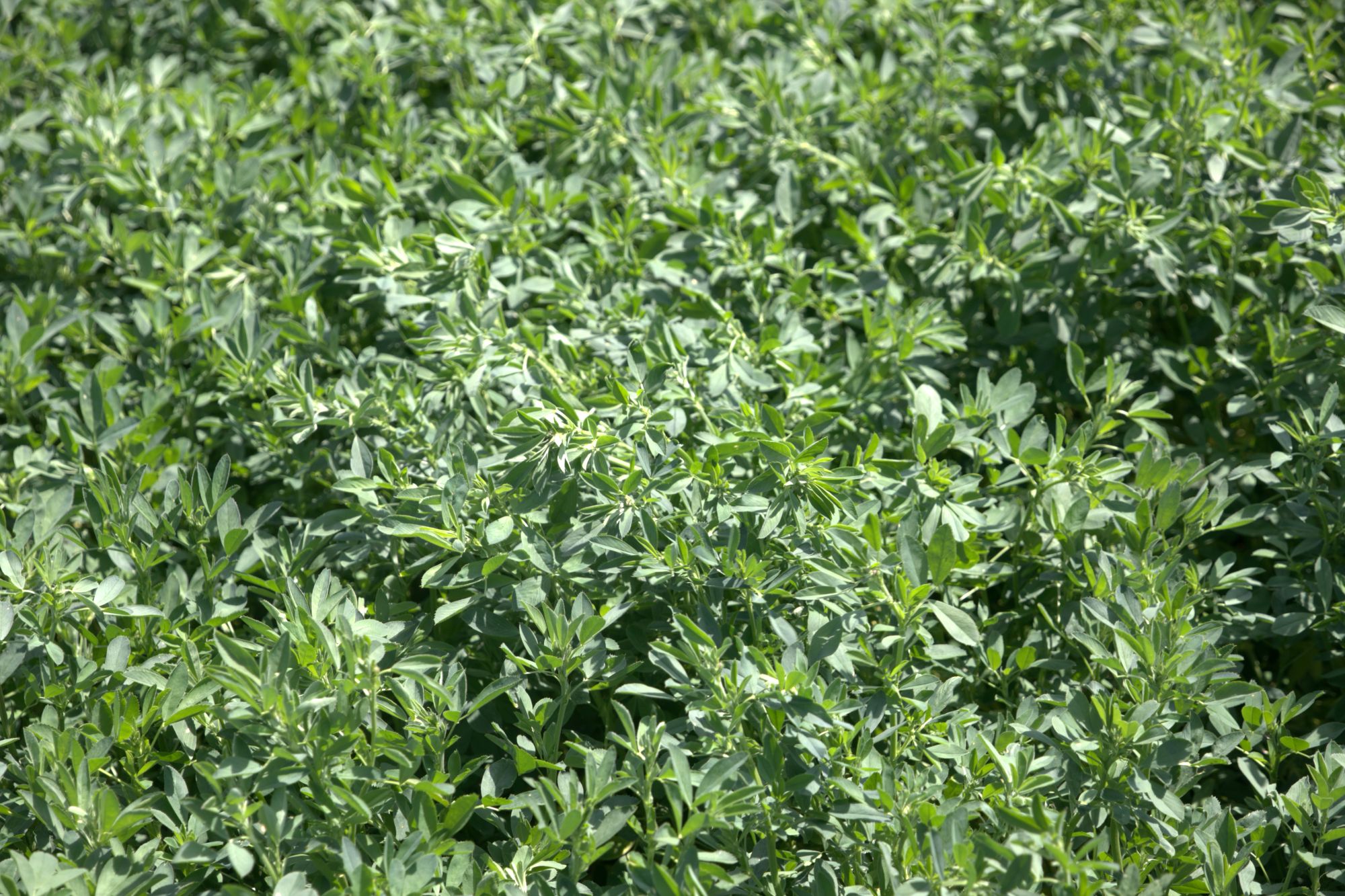 Prime Cut ND Alfalfa Seed: High-Yield & Reduced Lignin