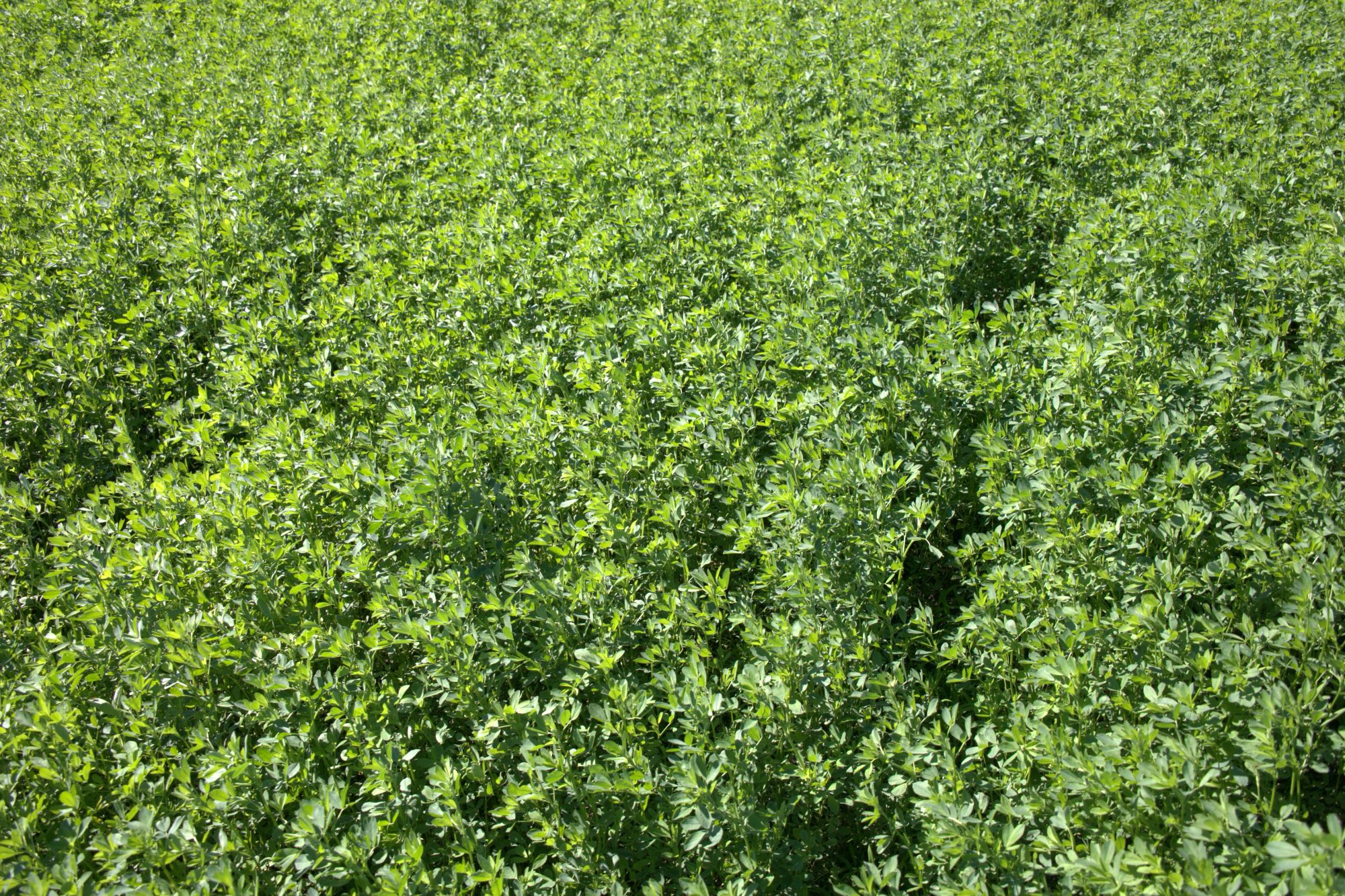 SurvivorPlus 6 Alfalfa Seed - Millborn Seeds