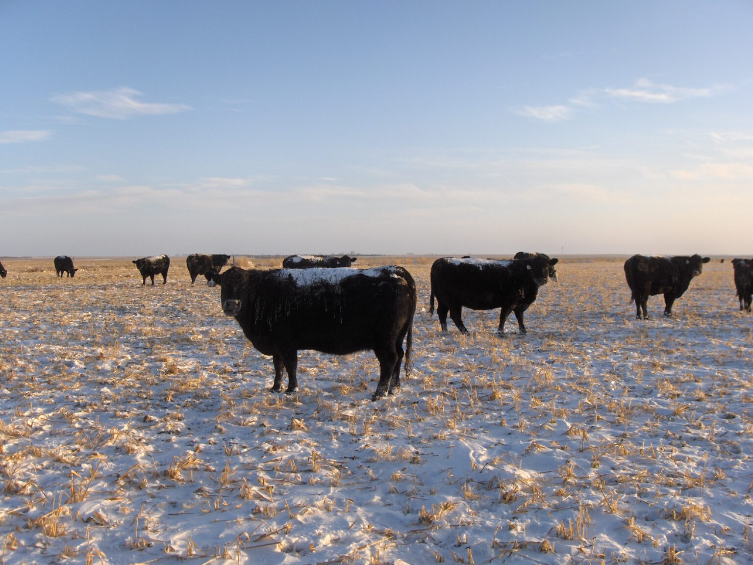 Understand your Pasture for Stockpile Grazing - Millborn Seeds