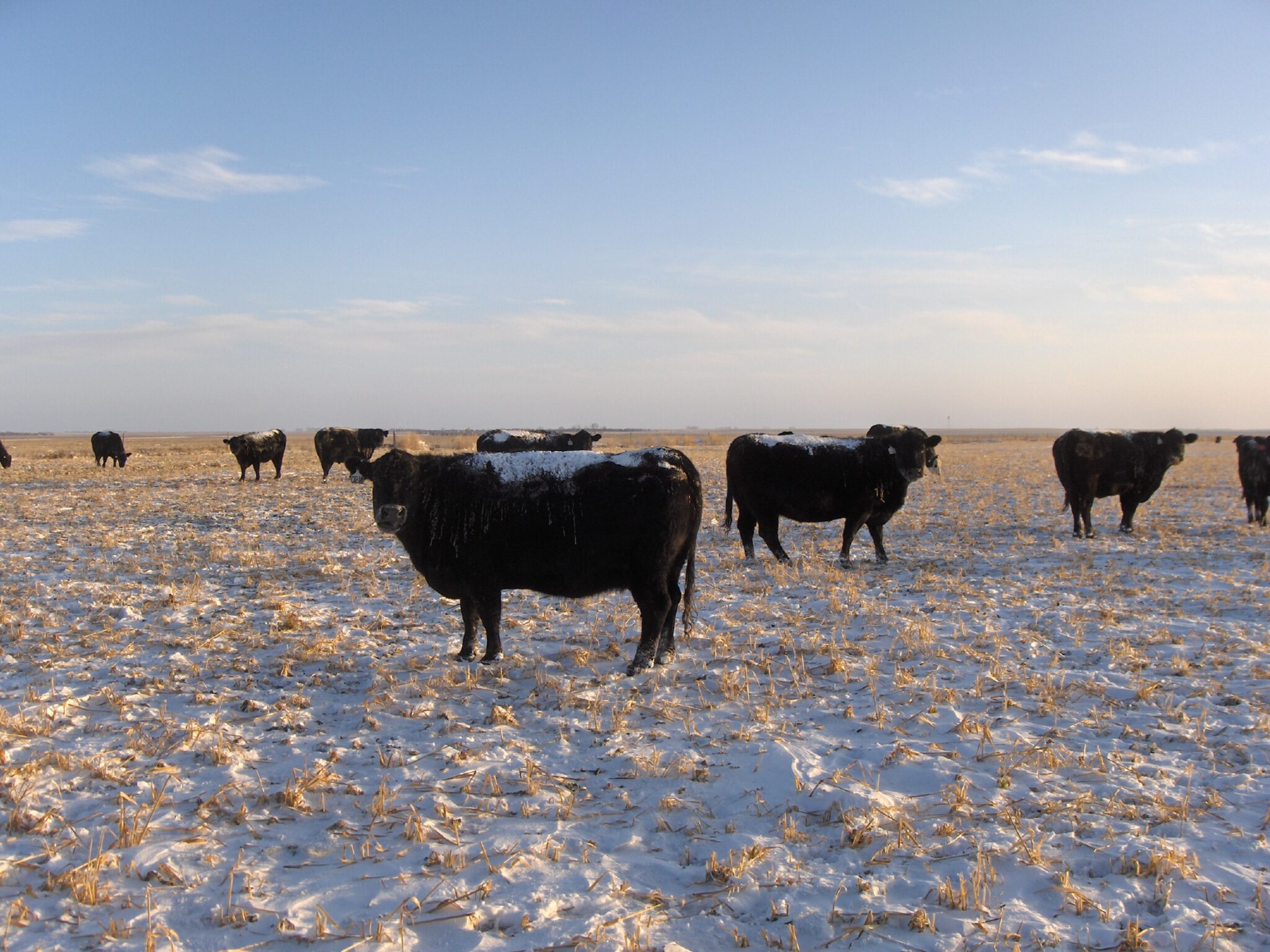 Understand your Pasture for Stockpile Grazing - Millborn Seeds